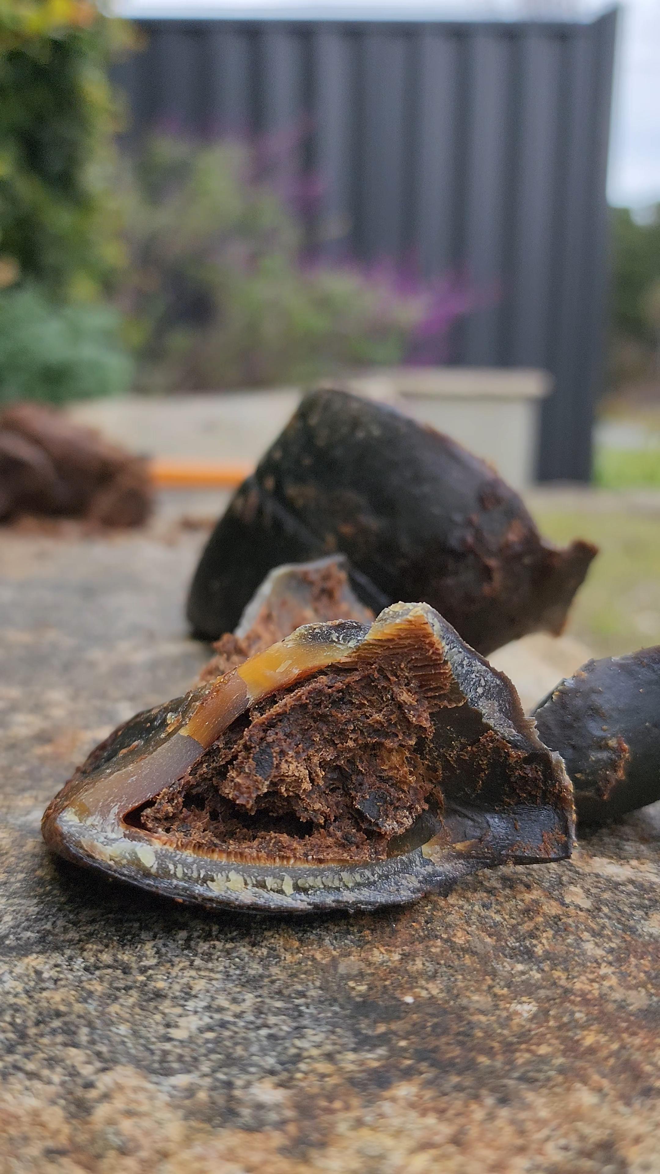 Beware of Poor-Quality Cow Hooves: A Cautionary Tale for Pet Owners ...